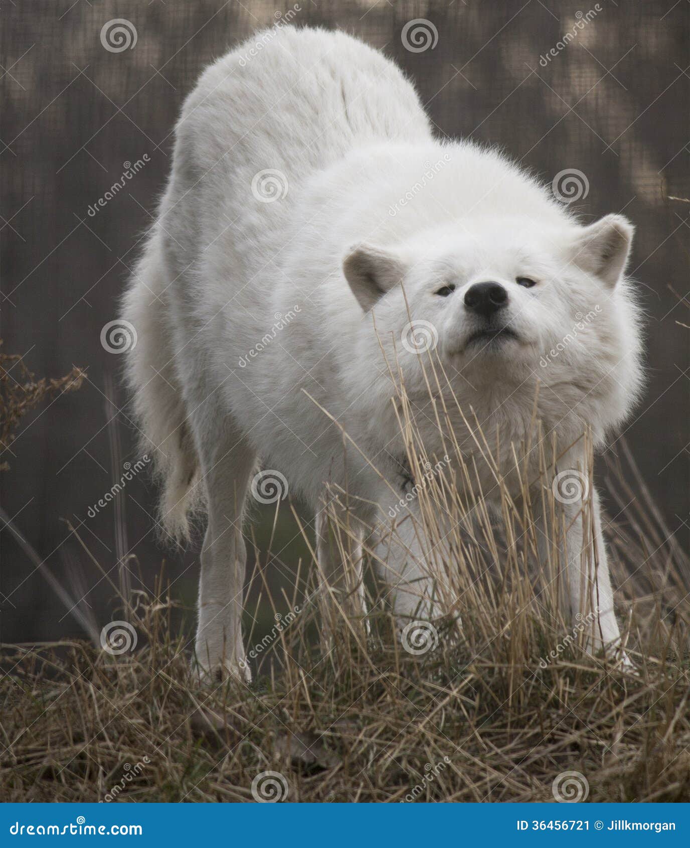 Arctic Wolf Stretching Looking Camera Stock Photos - Free & Royalty ...