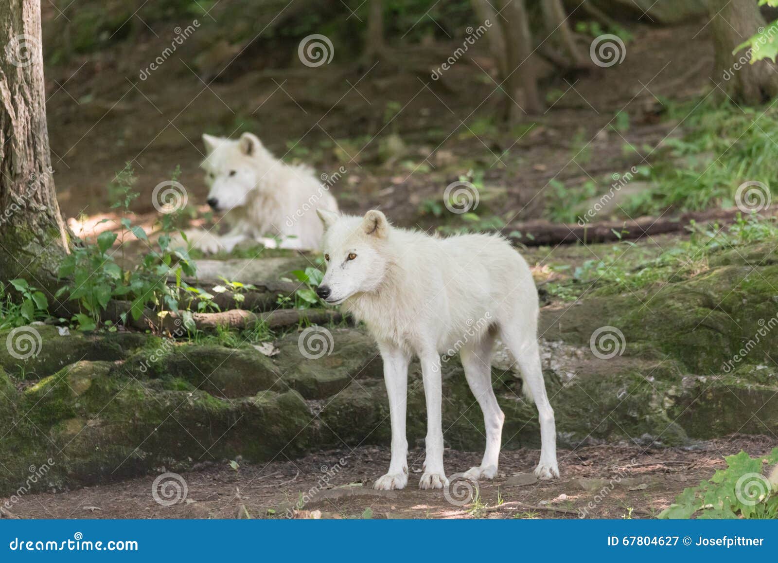 An Arctic Wolf in summer stock image. Image of hill, polar - 67804627