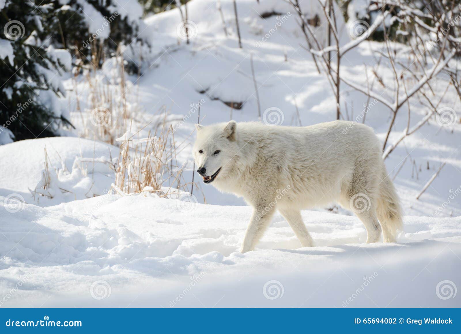 Arctic Wolf stock photo. Image of predator, white, snowy - 65694002