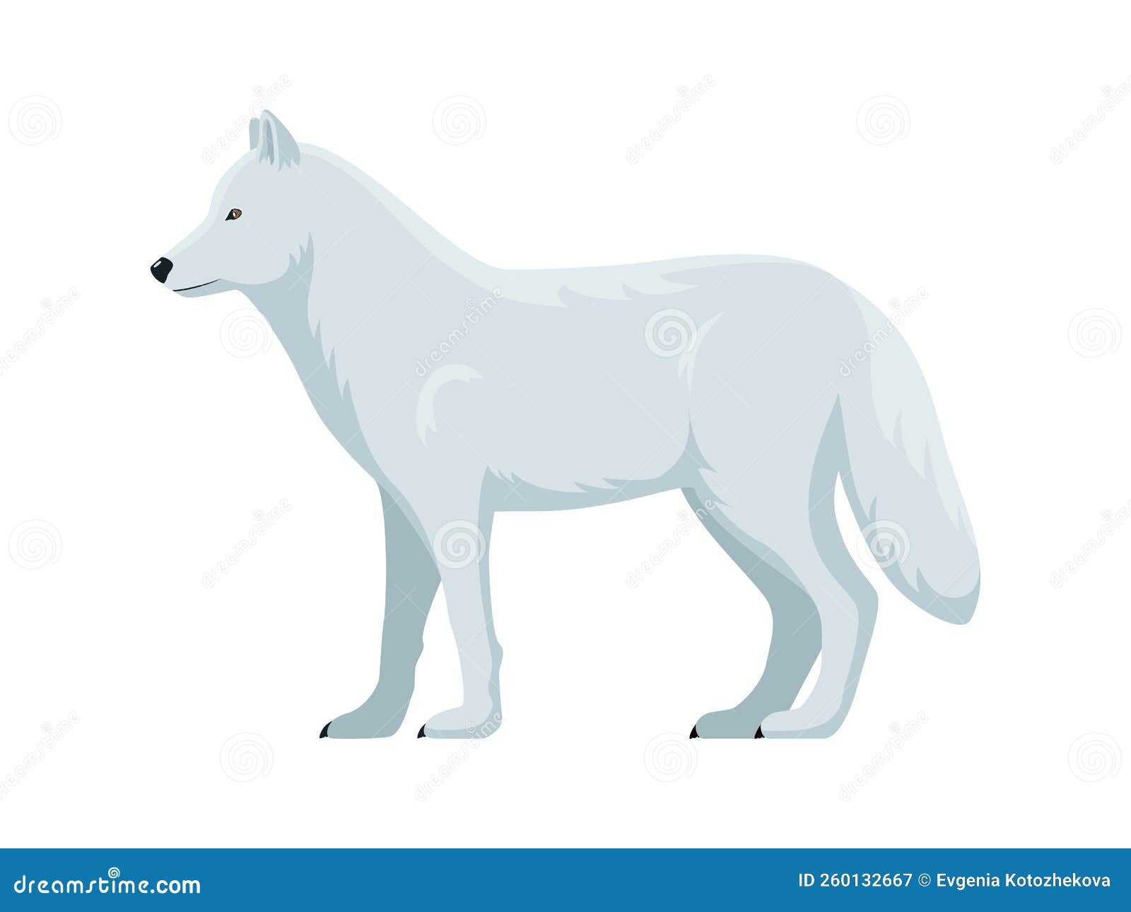 Arctic Wolf In Wildlife Tundra Biome Royalty-Free Stock Image | CartoonDealer.com #304927726