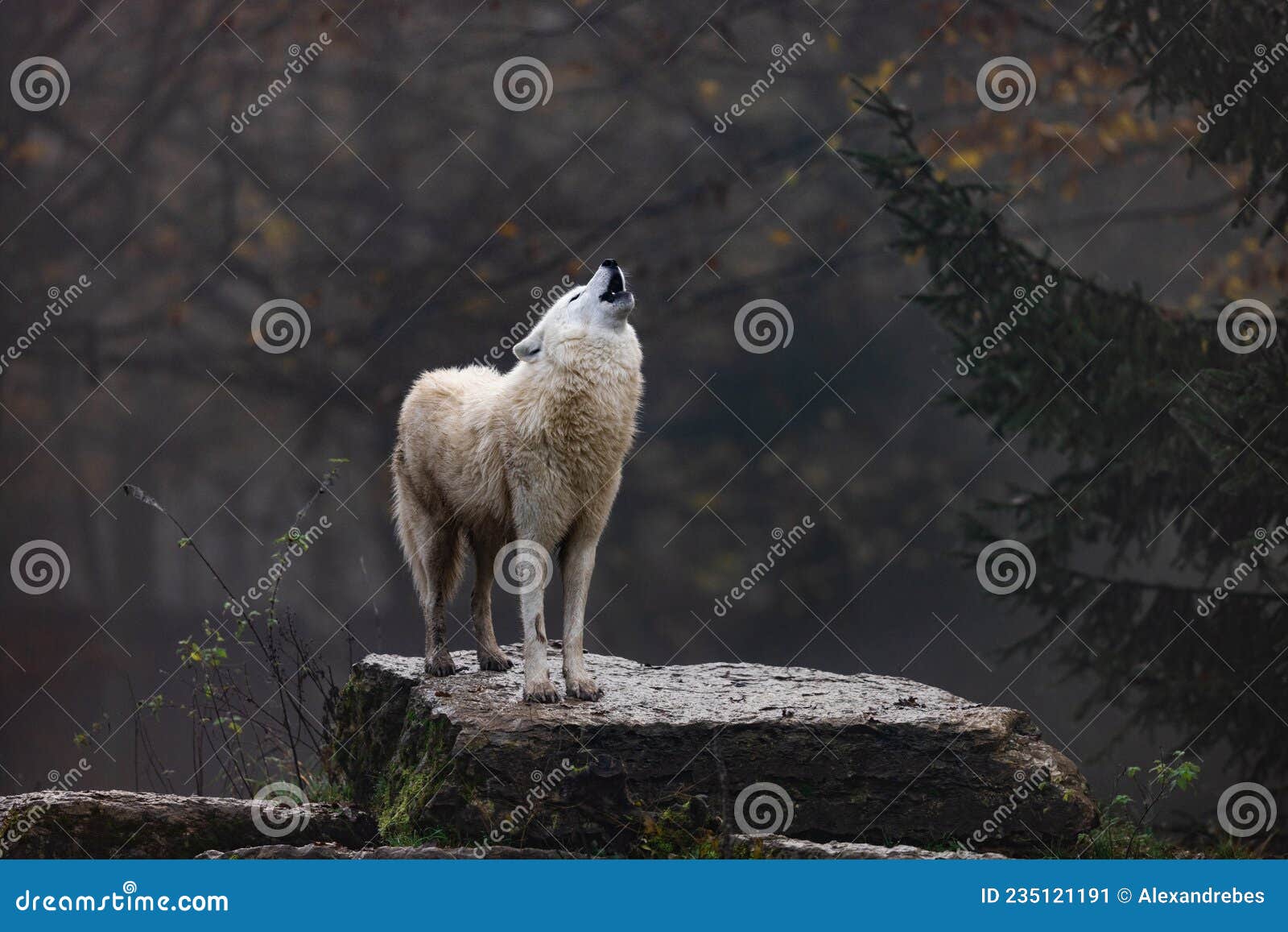 Arctic Wolf Walking in a Forest Stock Image - Image of howling, looking ...