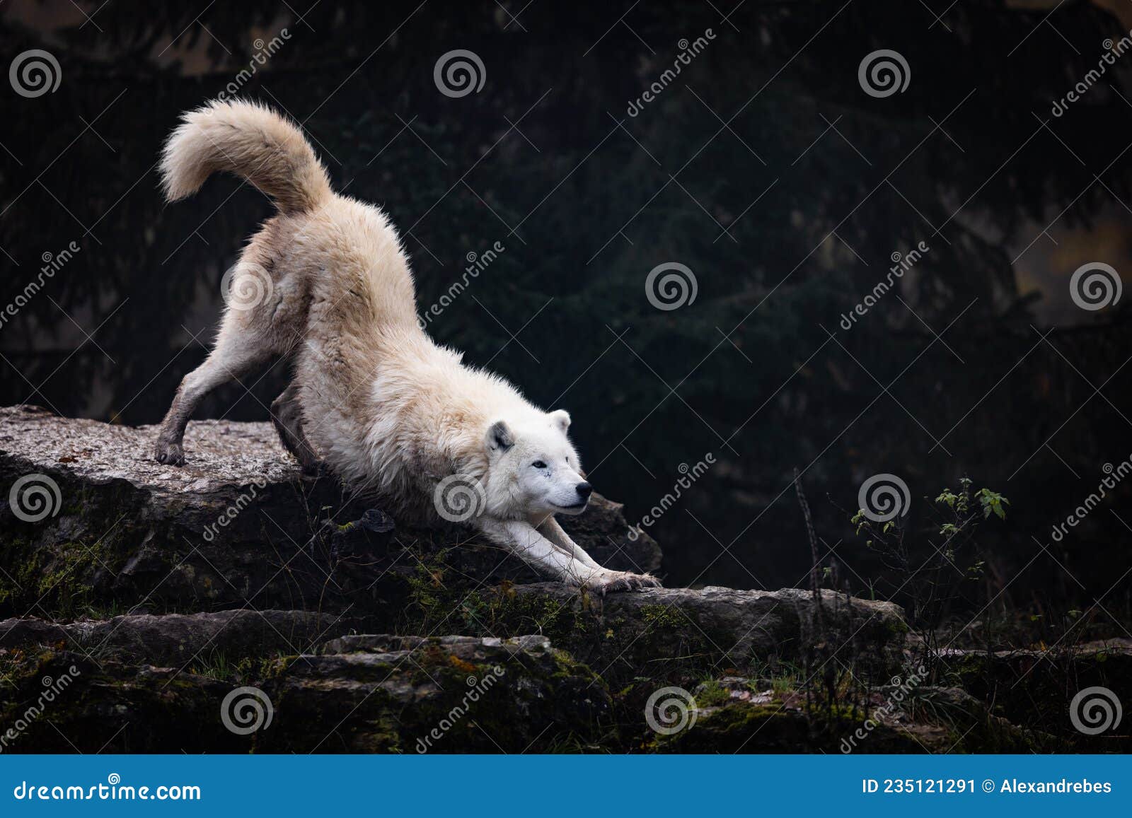 Arctic Wolf Walking in a Forest Stock Image - Image of howling, animals ...