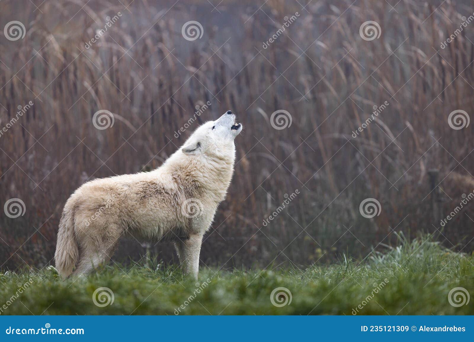 Arctic Wolf Walking in a Forest Stock Image - Image of fierce, alpha ...