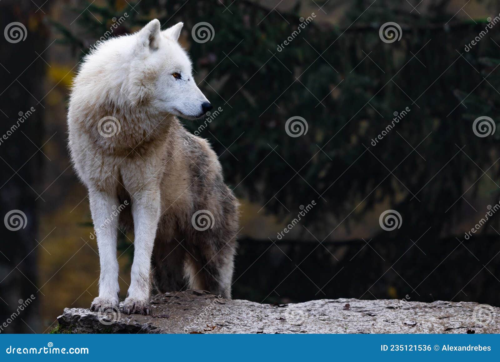 Arctic Wolf Walking in a Forest Stock Photo - Image of face, animal ...