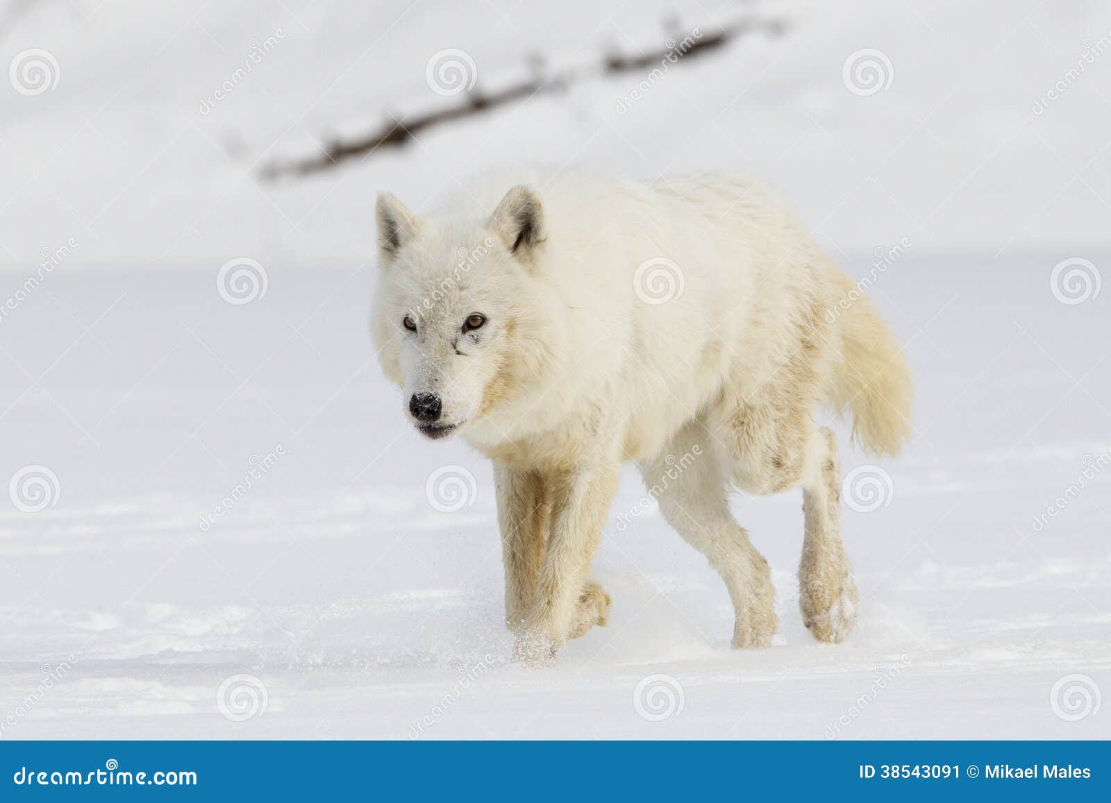 An Arctic Wolf Looking Directly At Me In The Woods Royalty-Free Stock ...