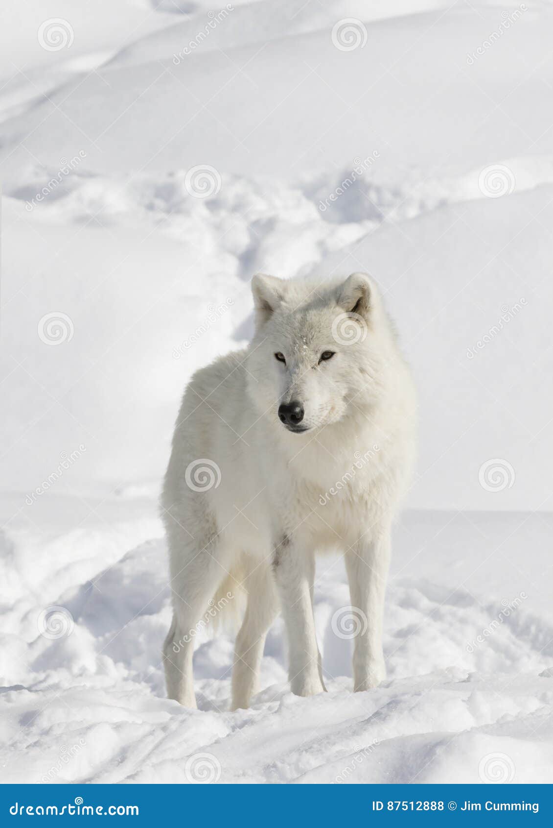A Lone Arctic Wolf Canis Lupus Arctos Isolated On White Background ...