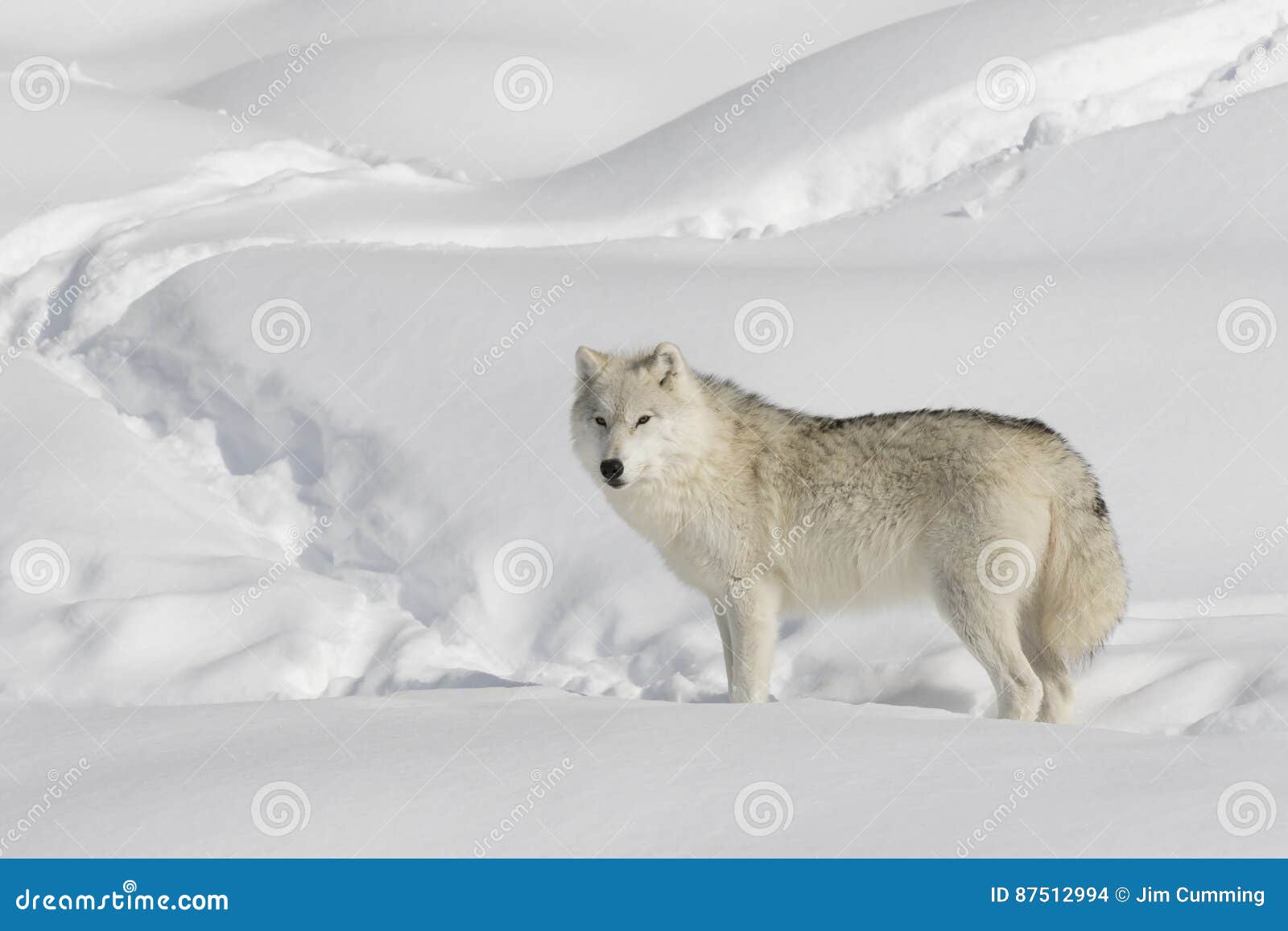 A Lone Arctic Wolf Canis Lupus Arctos Isolated On White Background ...