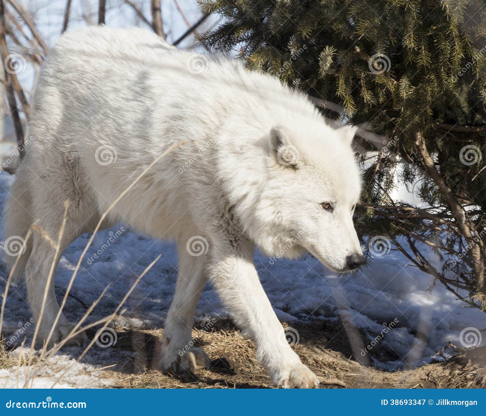 Arctic Wolf Walking Through The Trees Stock Image | CartoonDealer.com ...