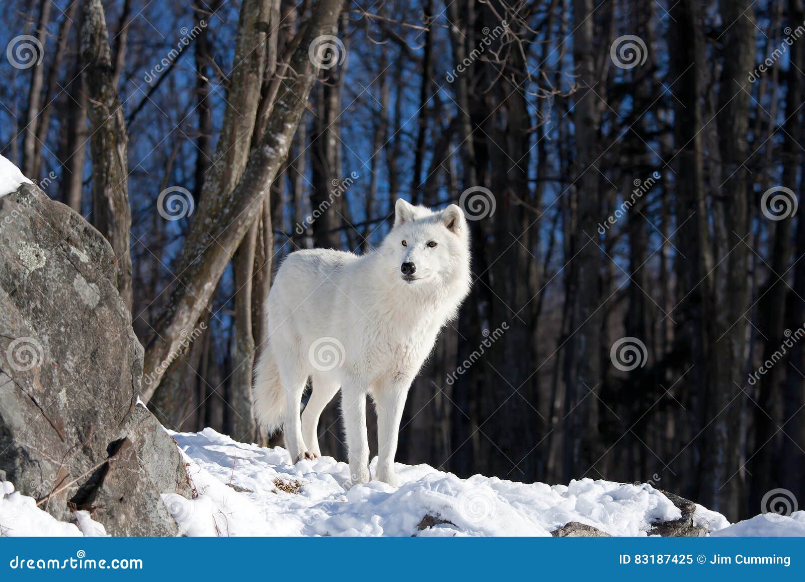 Arctic Wolf In Snow