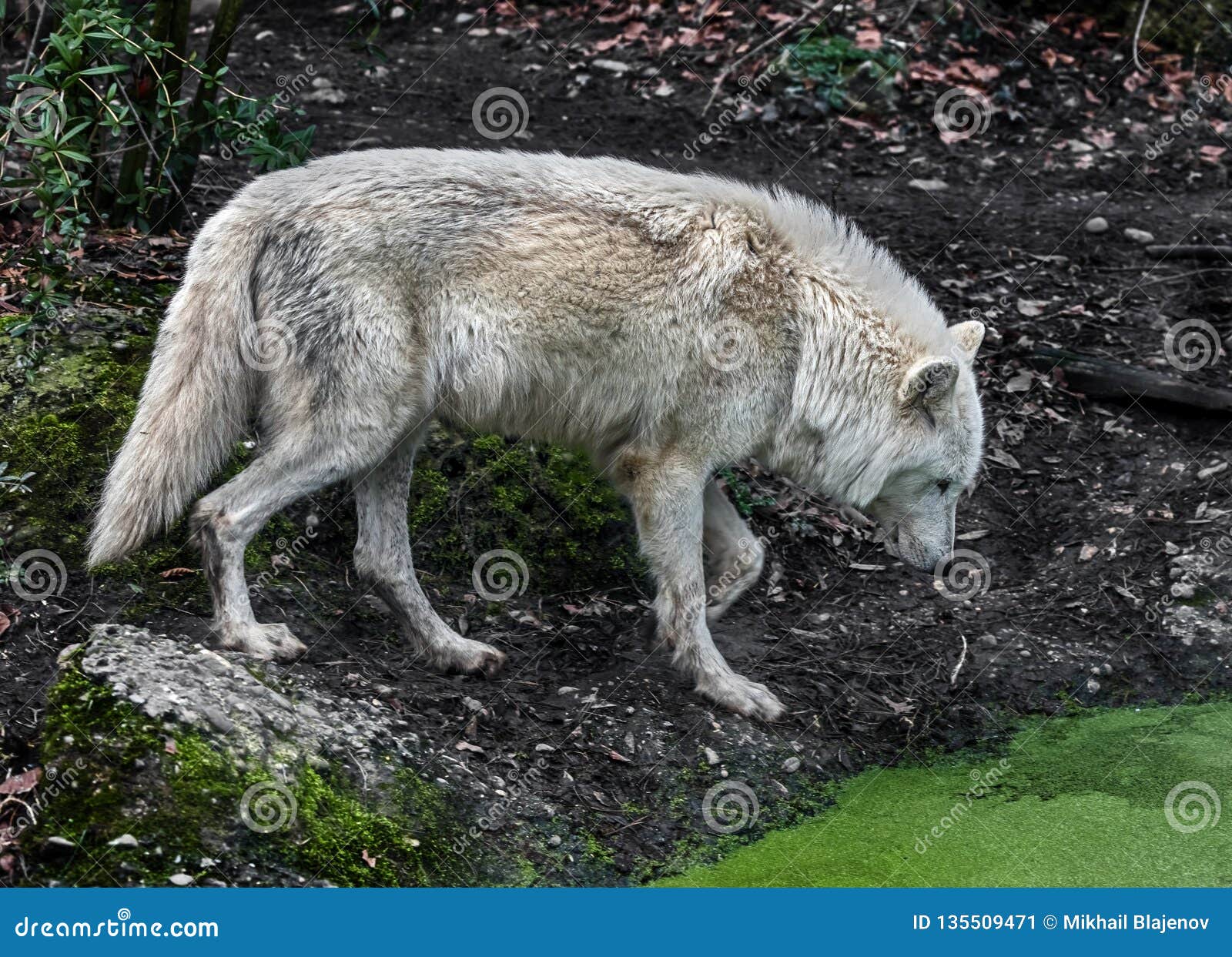 Arctic Wolf at Watering Pool 3 Stock Image - Image of predator ...