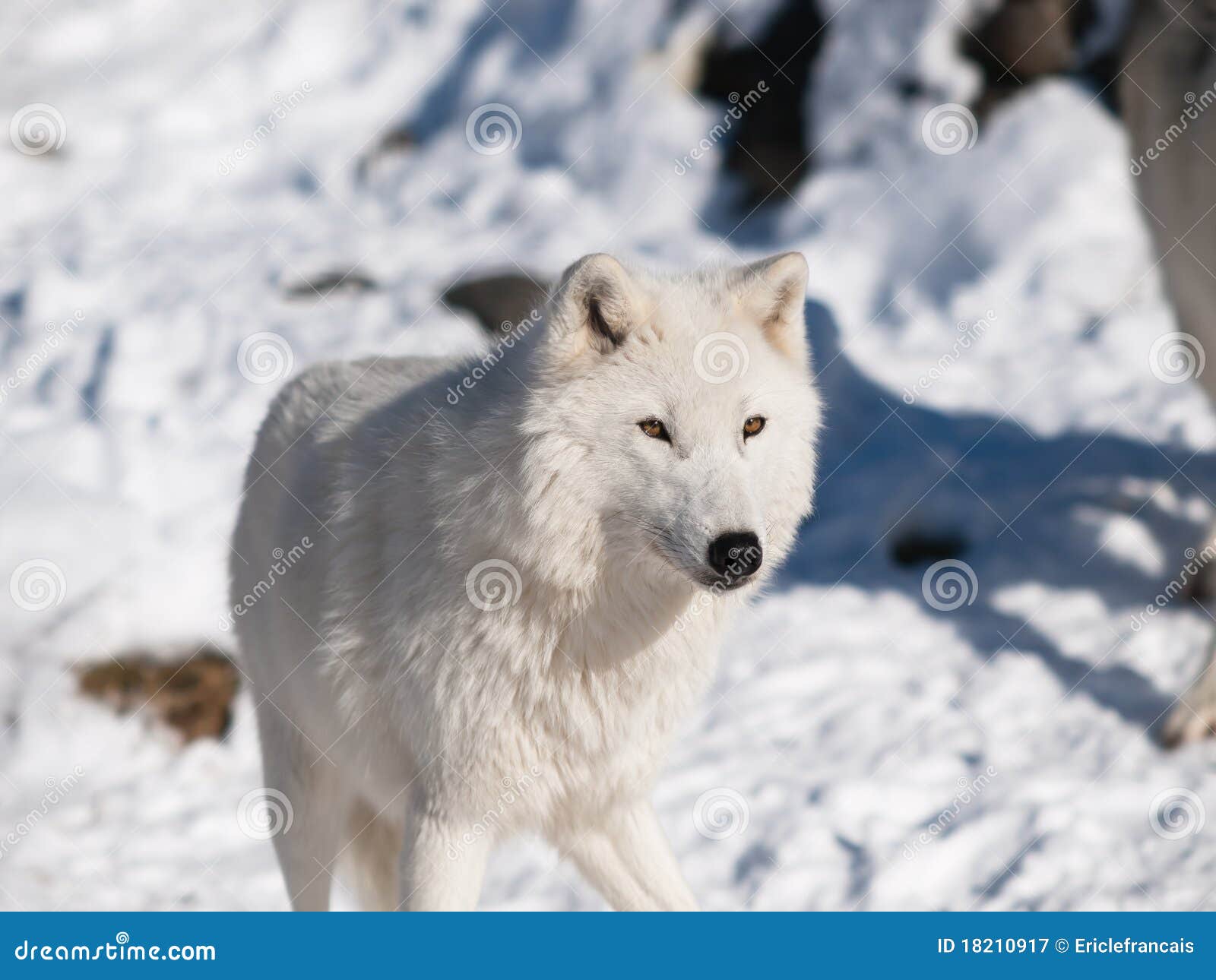 Arctic wolf in winter stock image. Image of captive, furry - 18210917
