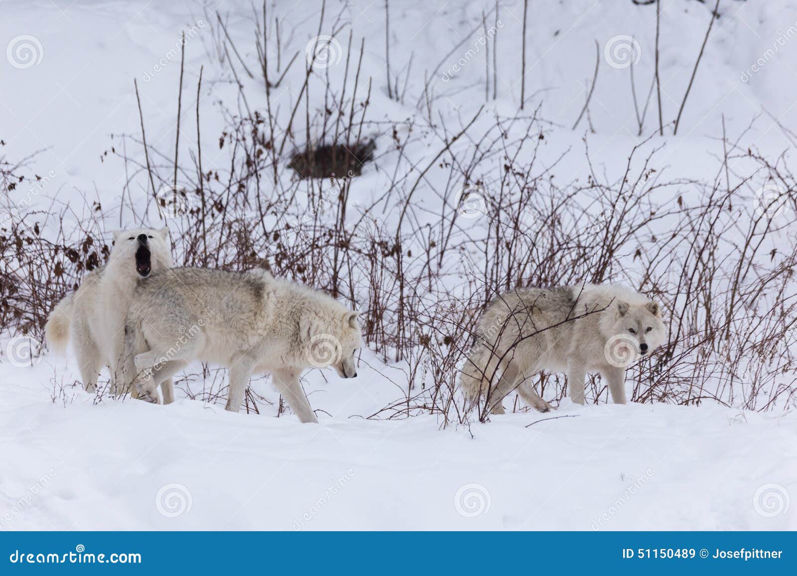 Arctic Wolf in a Winter Scene Stock Image - Image of canine, grey: 51150489