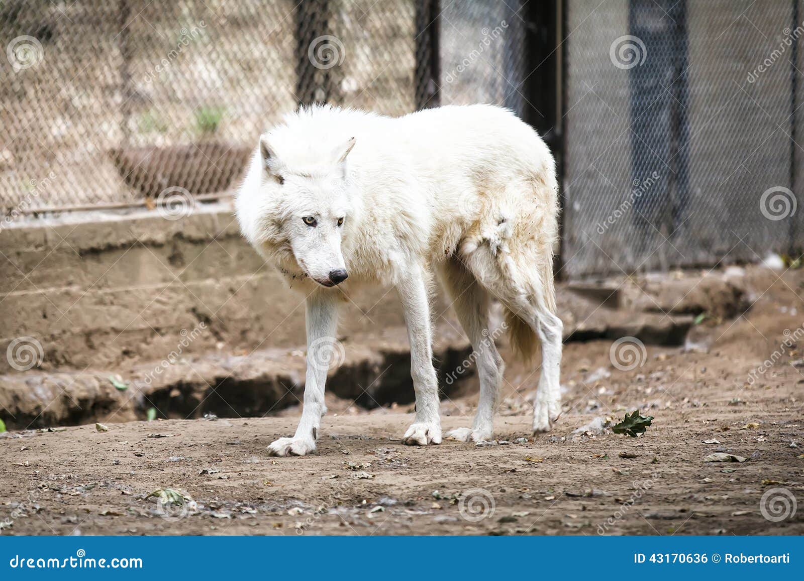 Arctic wolf stock photo. Image of nature, hungary, wildlife - 43170636