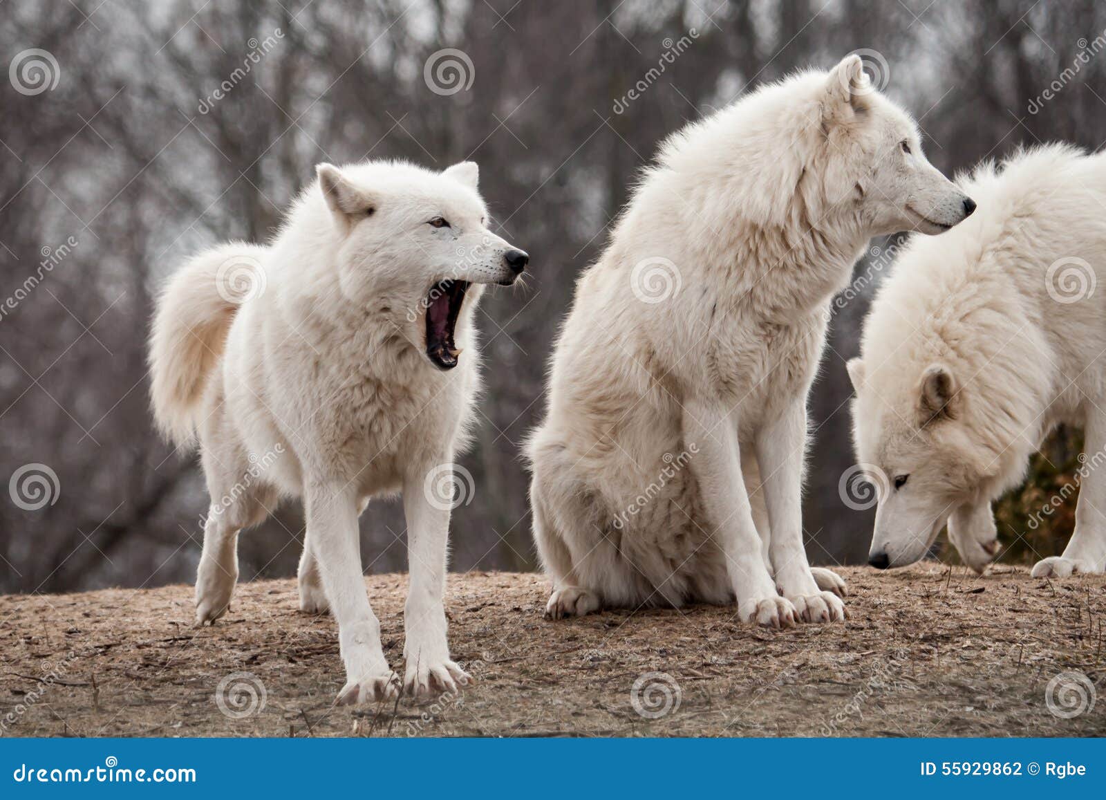 Arctic wolfs stock photo. Image of animal, mountain, wolf - 55929862