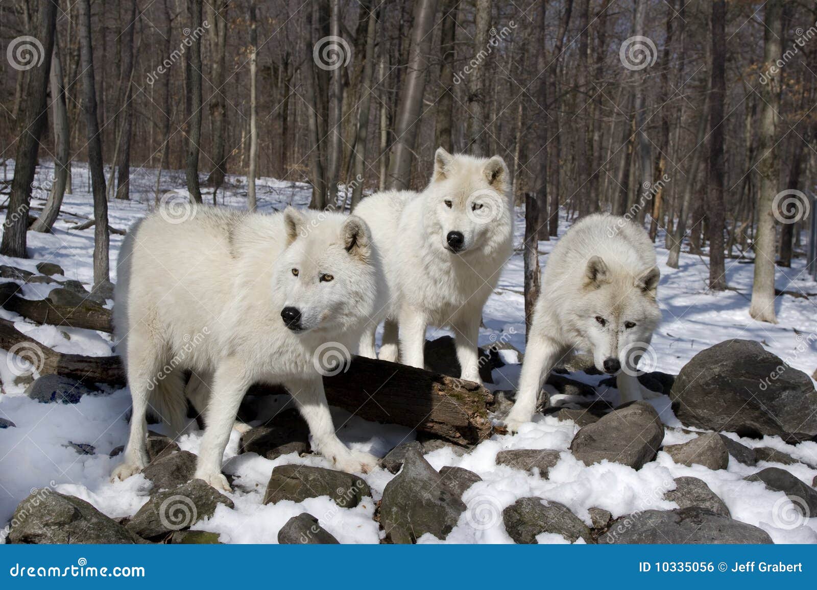 Arctic Wolves stock photo. Image of pack, arctos, arctic - 10335056