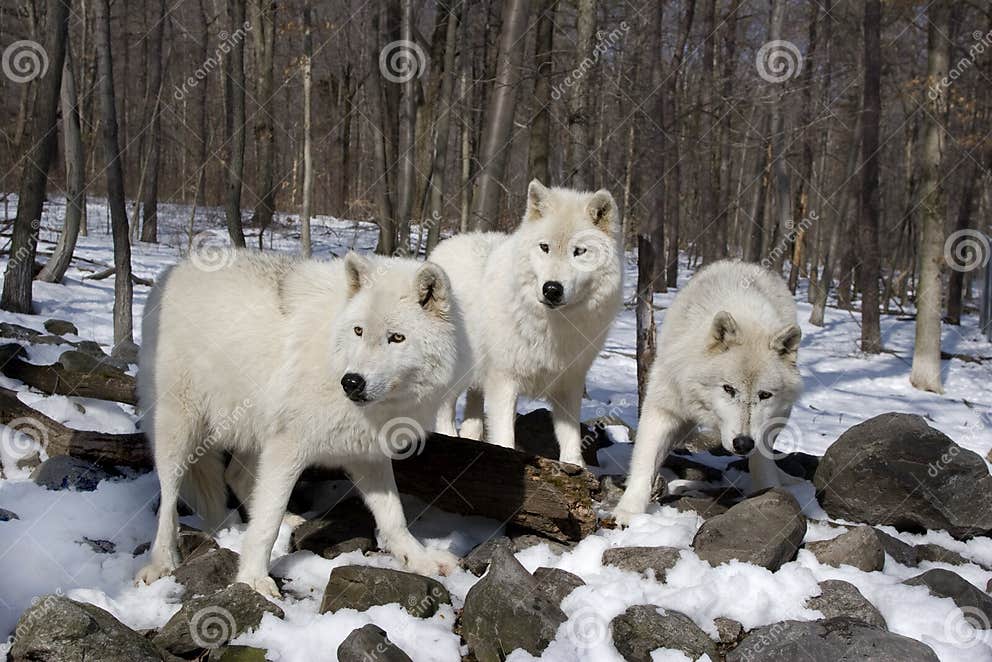 Arctic Wolves stock photo. Image of pack, arctos, arctic - 10335056