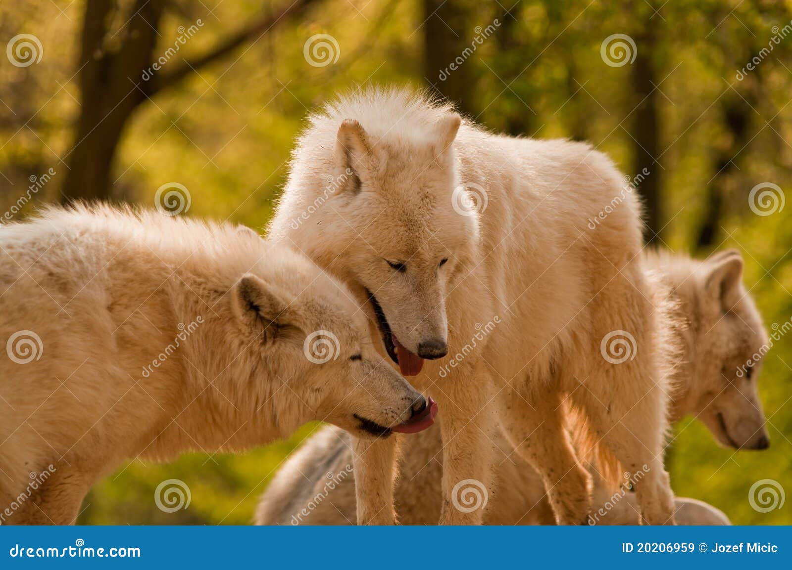 Arctic wolves stock image. Image of open, canis, arctic - 20206959