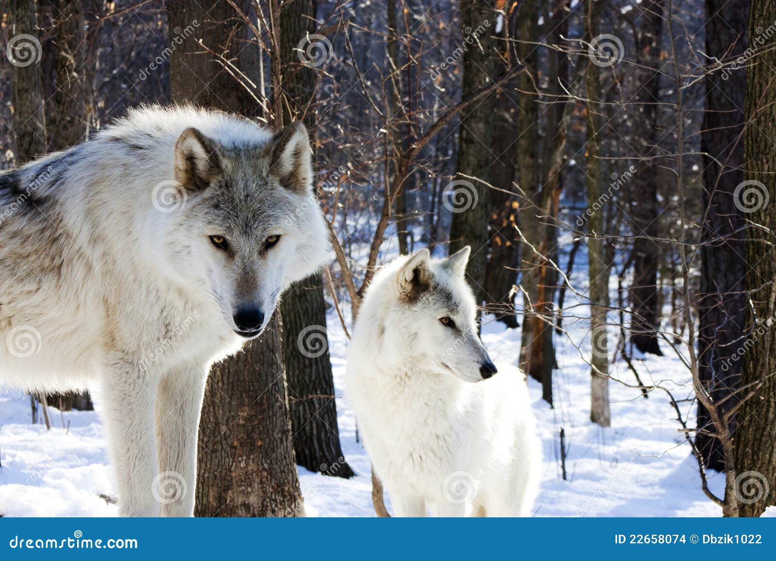 Arctic Wolves Canis Lupus Arctos Isolated Against A White Background ...