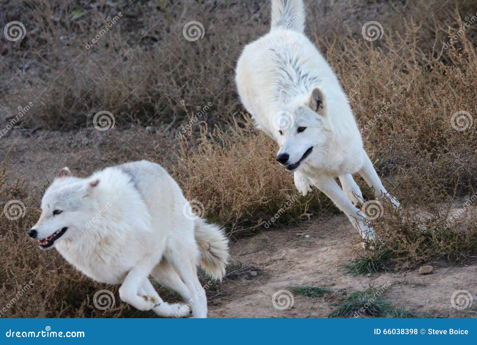 Arctic Wolves Chasing stock photo. Image of canada, chase - 66038398