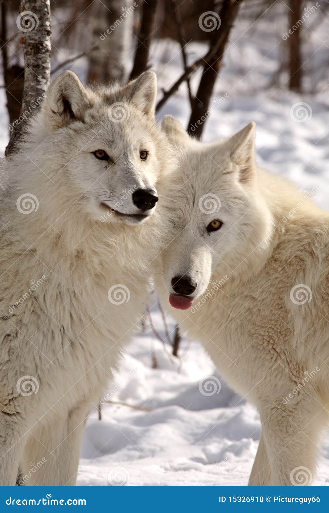 Arctic Wolves Close Together in Winter Stock Photo - Image of habitat ...