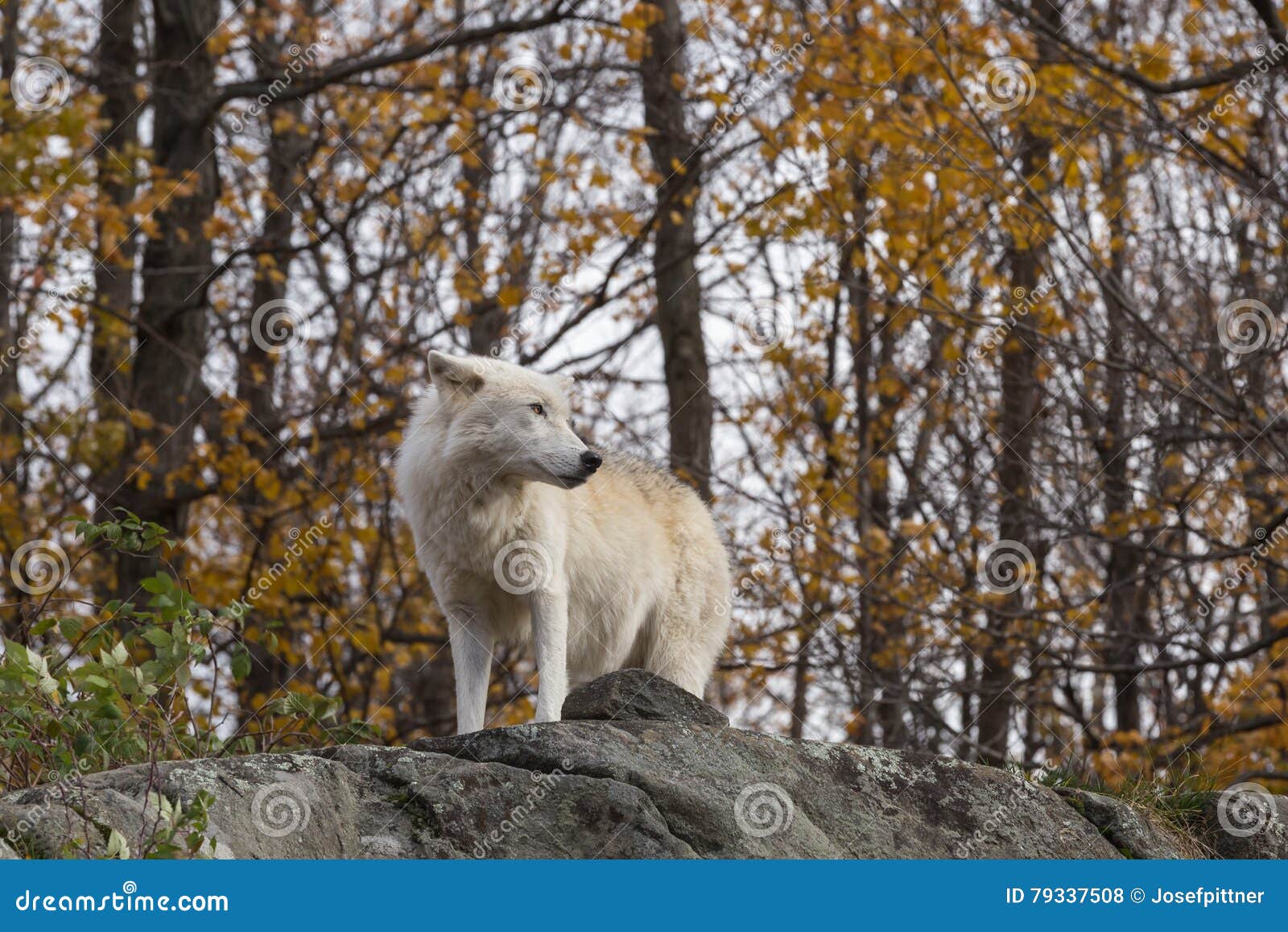 Arctic Wolves in a Fall Forest Stock Photo - Image of creature, hill ...