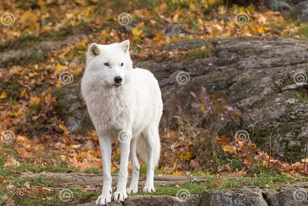 Arctic Wolves in a Fall Forest Stock Photo - Image of eyes, fall: 79337716