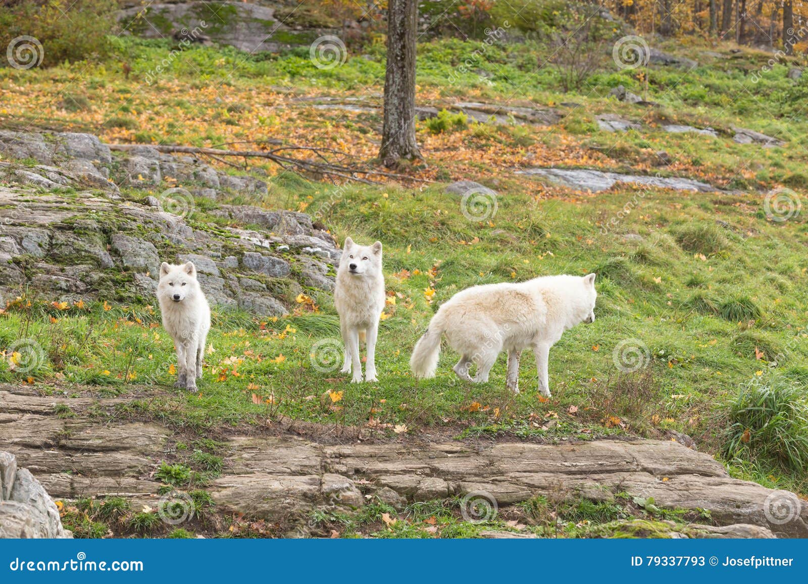 Arctic Wolves in a Fall Forest Stock Image - Image of beast, natural ...