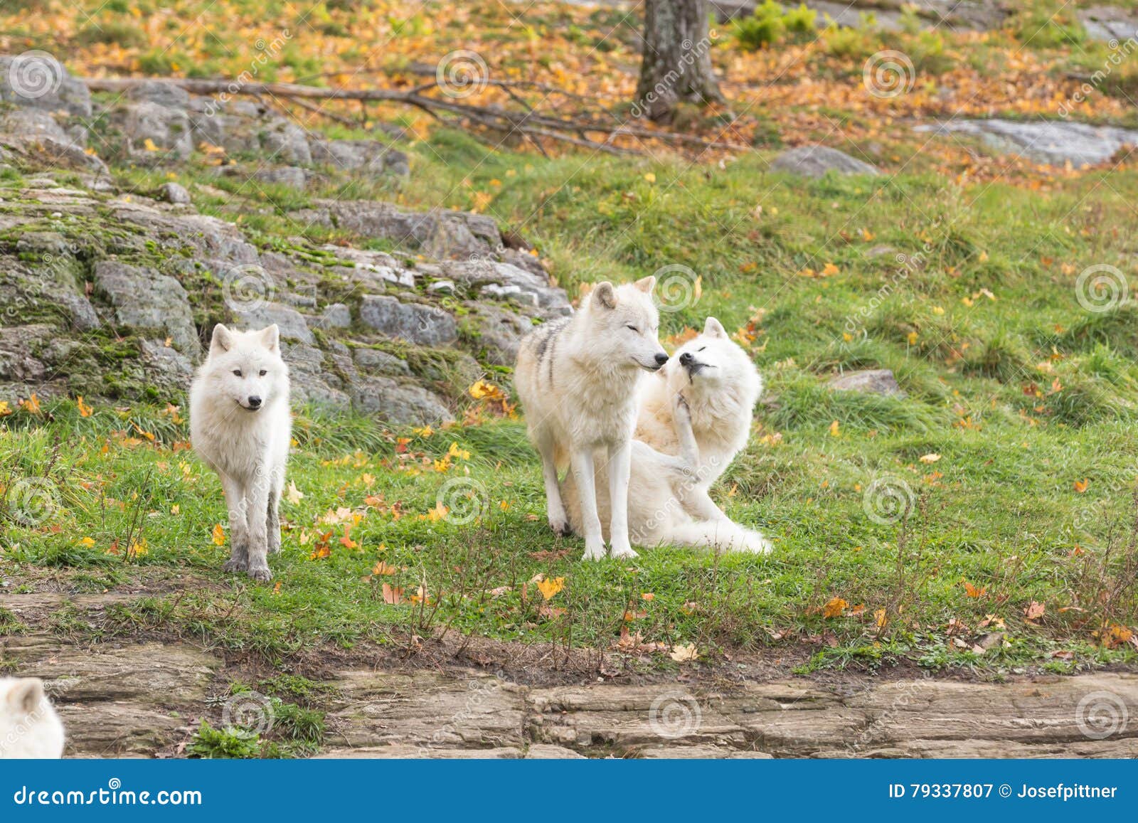 Arctic Wolves in a Fall Forest Stock Image - Image of canis, copy: 79337807