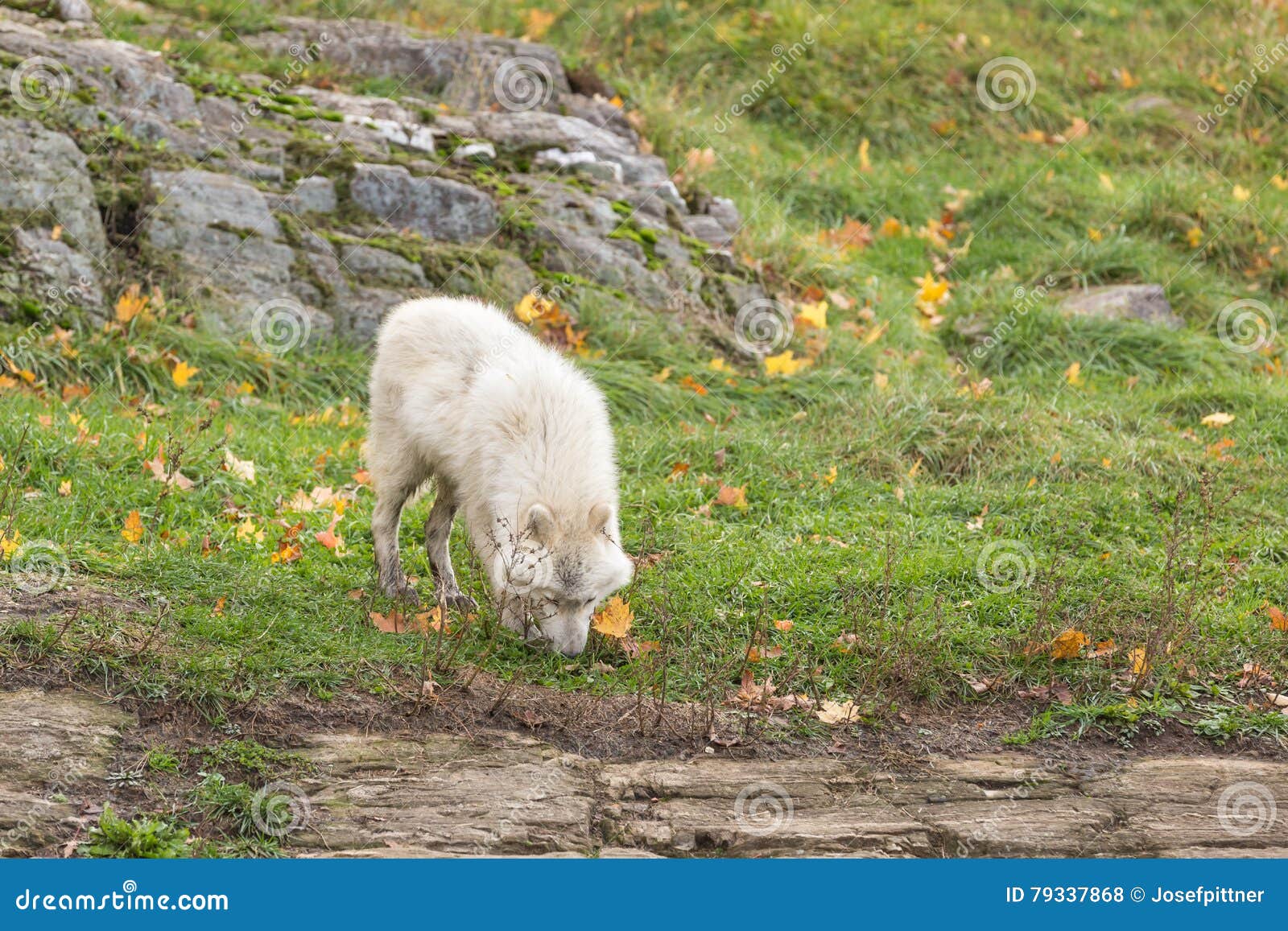 Arctic Wolves in a Fall Forest Stock Photo - Image of space, canine ...