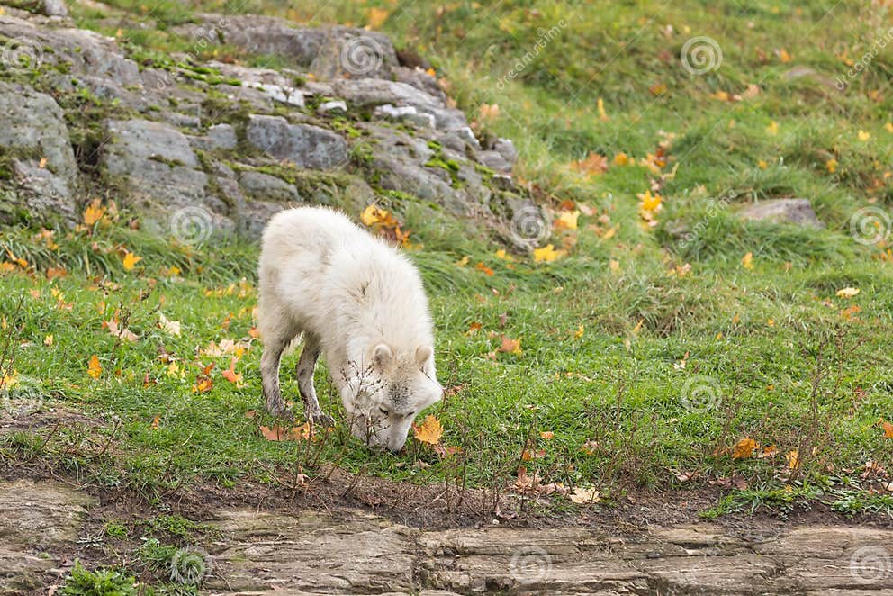 Arctic Wolves in a Fall Forest Stock Photo - Image of nature, arctic ...