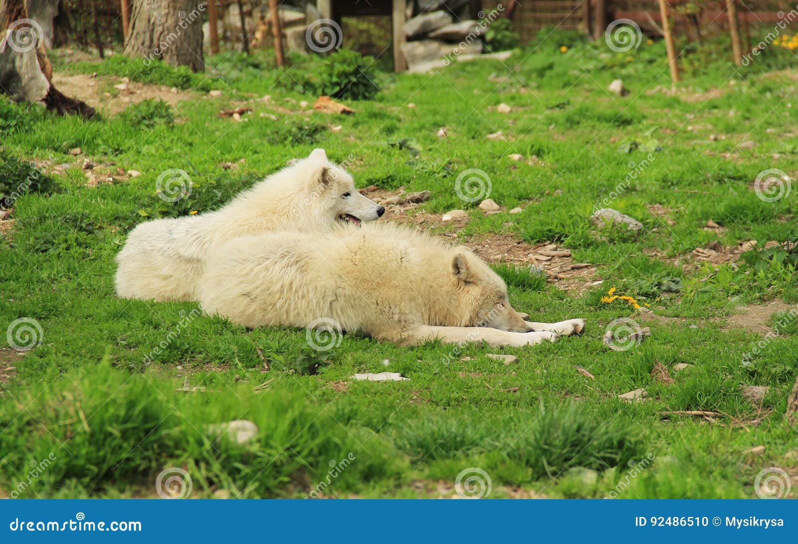 Arctic wolves having rest stock photo. Image of sleep - 92486510