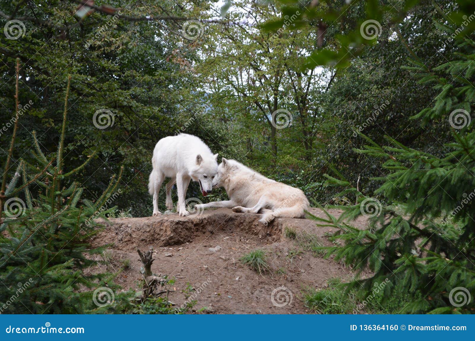 Arctic wolves stock photo. Image of arctos, arctic, lupus - 136364160
