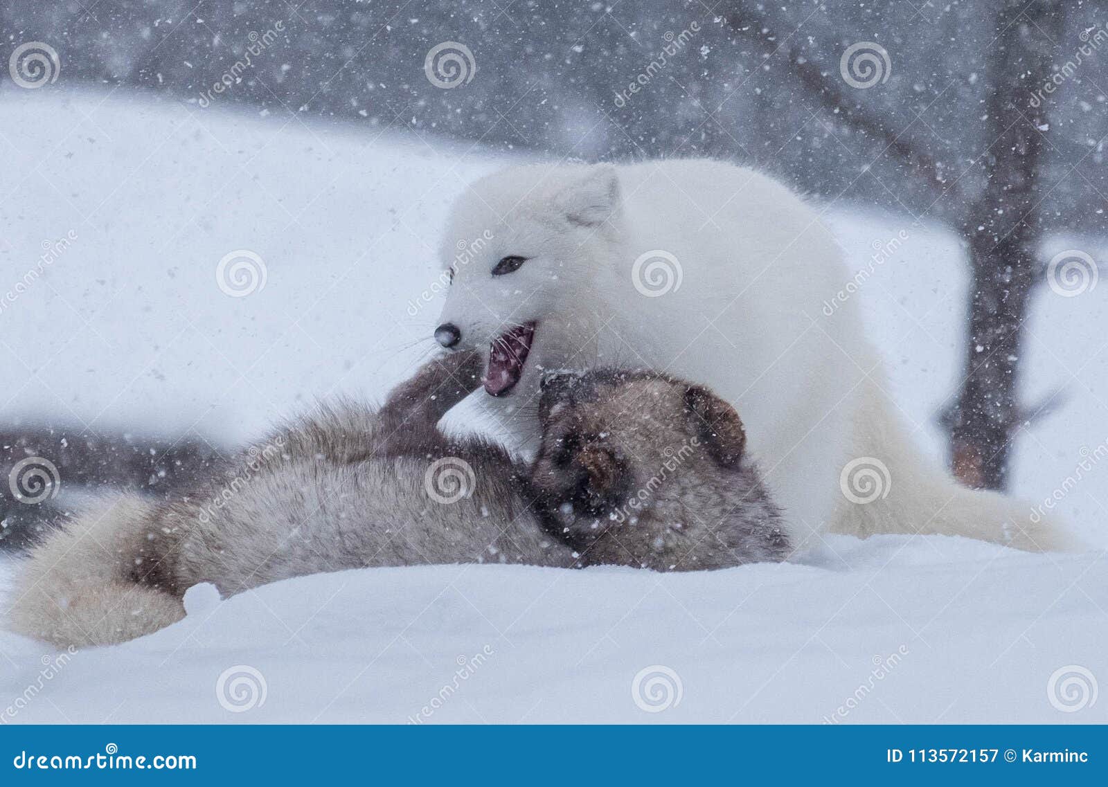 Arctic Wolves Playing in the Snow Stock Image - Image of playing ...