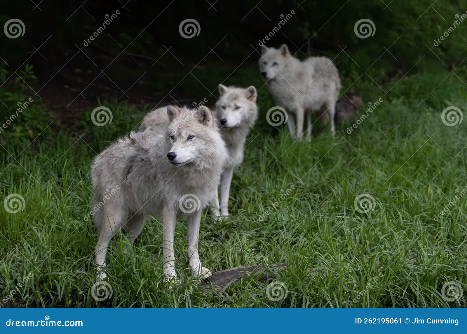 Arctic Wolves and Pup Standing in the Grass in Spring in Canada Stock ...