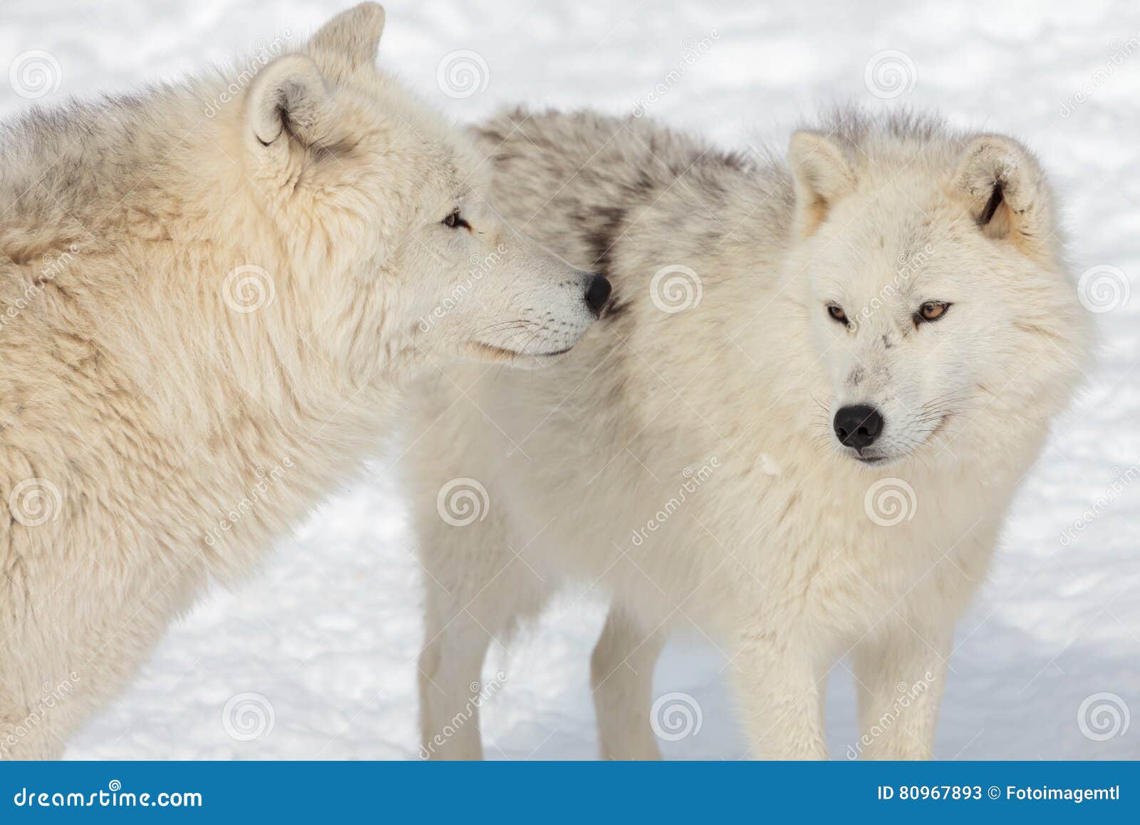 Arctic wolves stock image. Image of snow, canada, wolf - 80967893