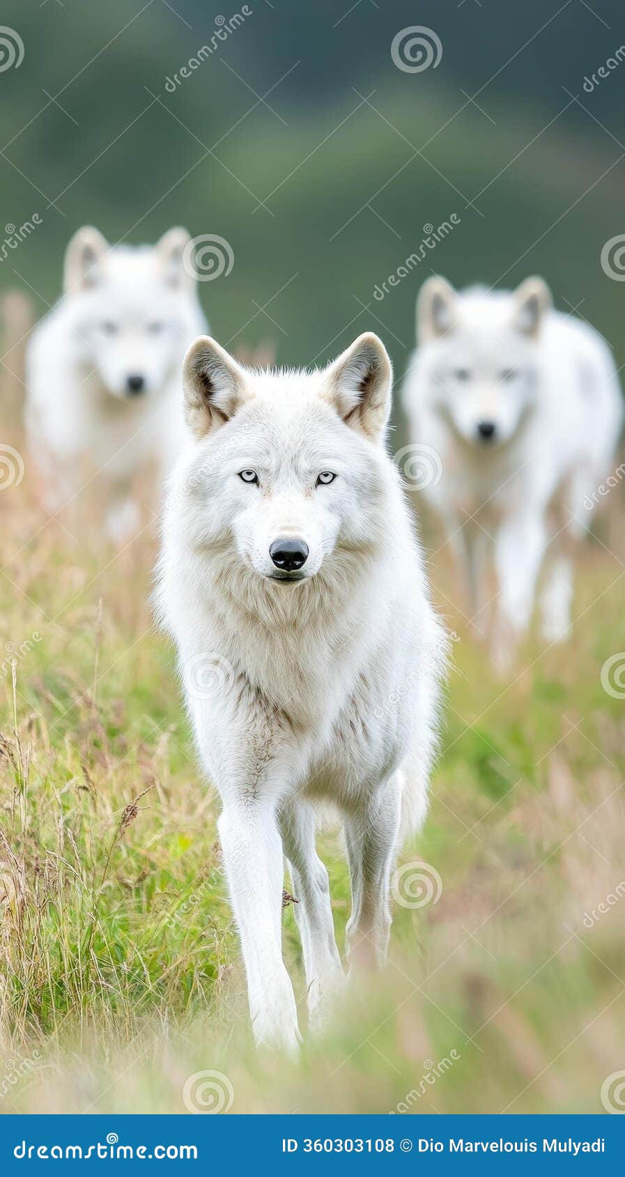 Arctic Wolves Walking Forward Stock Illustration - Illustration of ...
