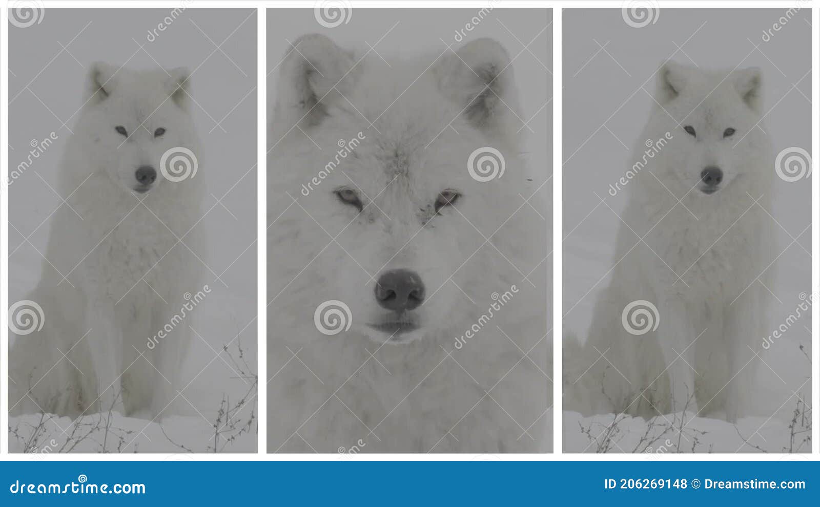 Mounting. Wolves of the Arctic Stock Footage - Video of park, handheld ...