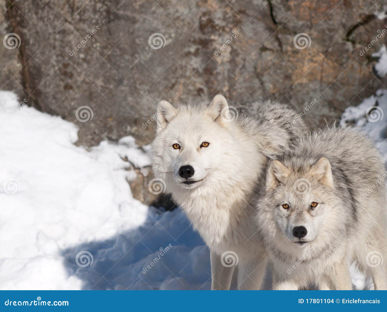 Arctic Wolves Canis Lupus Arctos Isolated Against A White Background ...