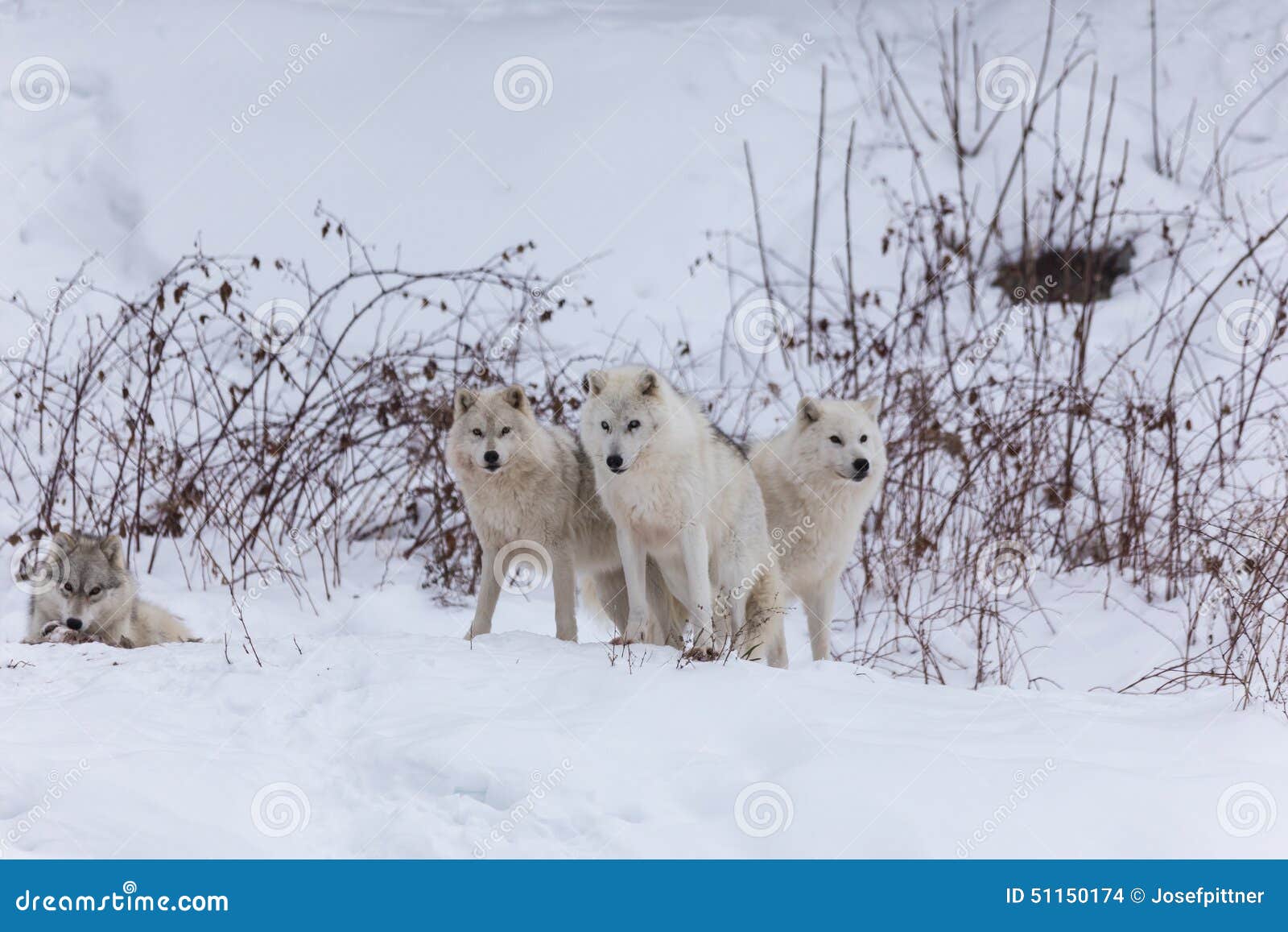 Arctic Wolves Canis Lupus Arctos Isolated Against A White Background ...