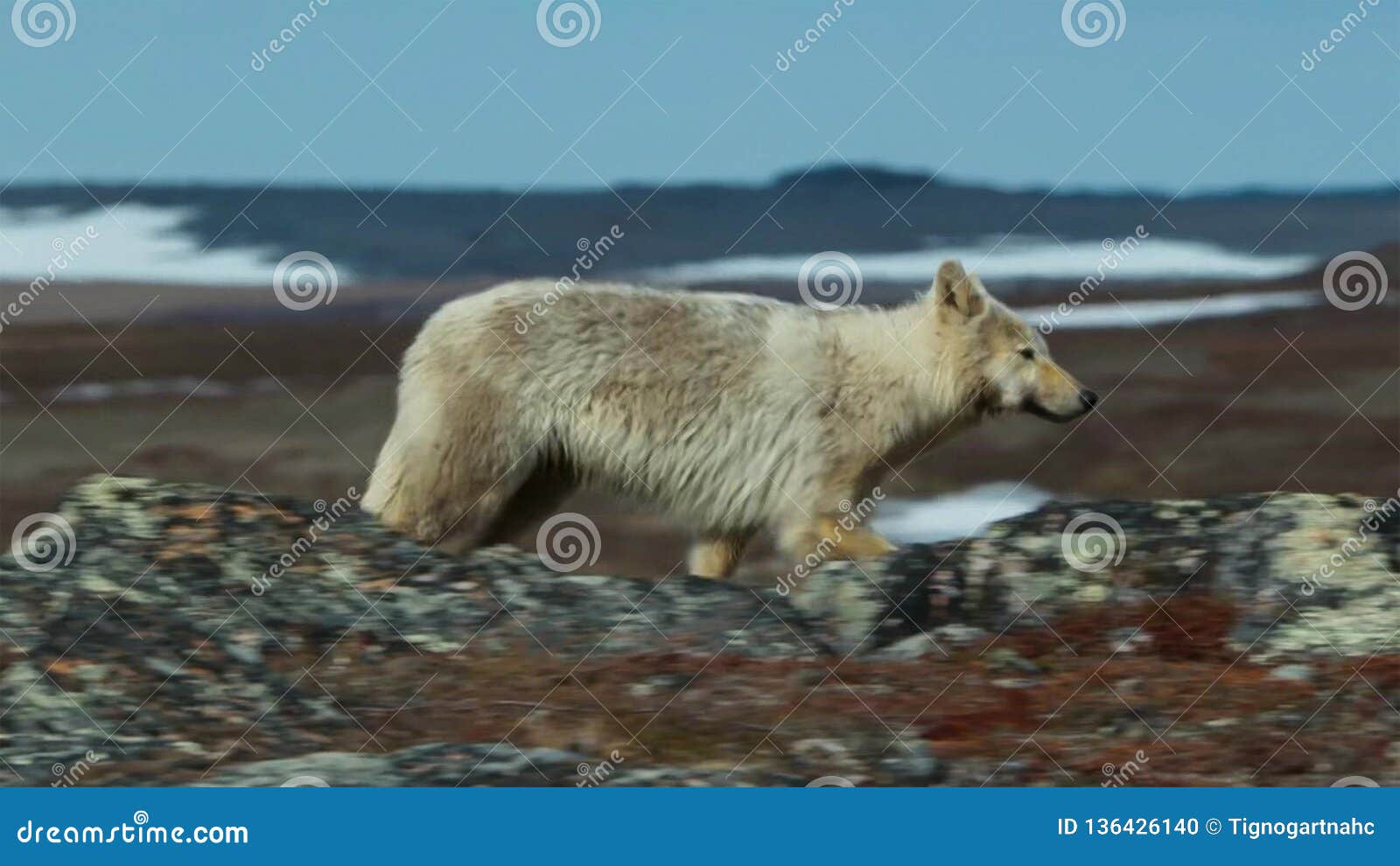 Arctic Wolves, the Wolf Runs at the Herd, Trying To Flush Out the Weak ...