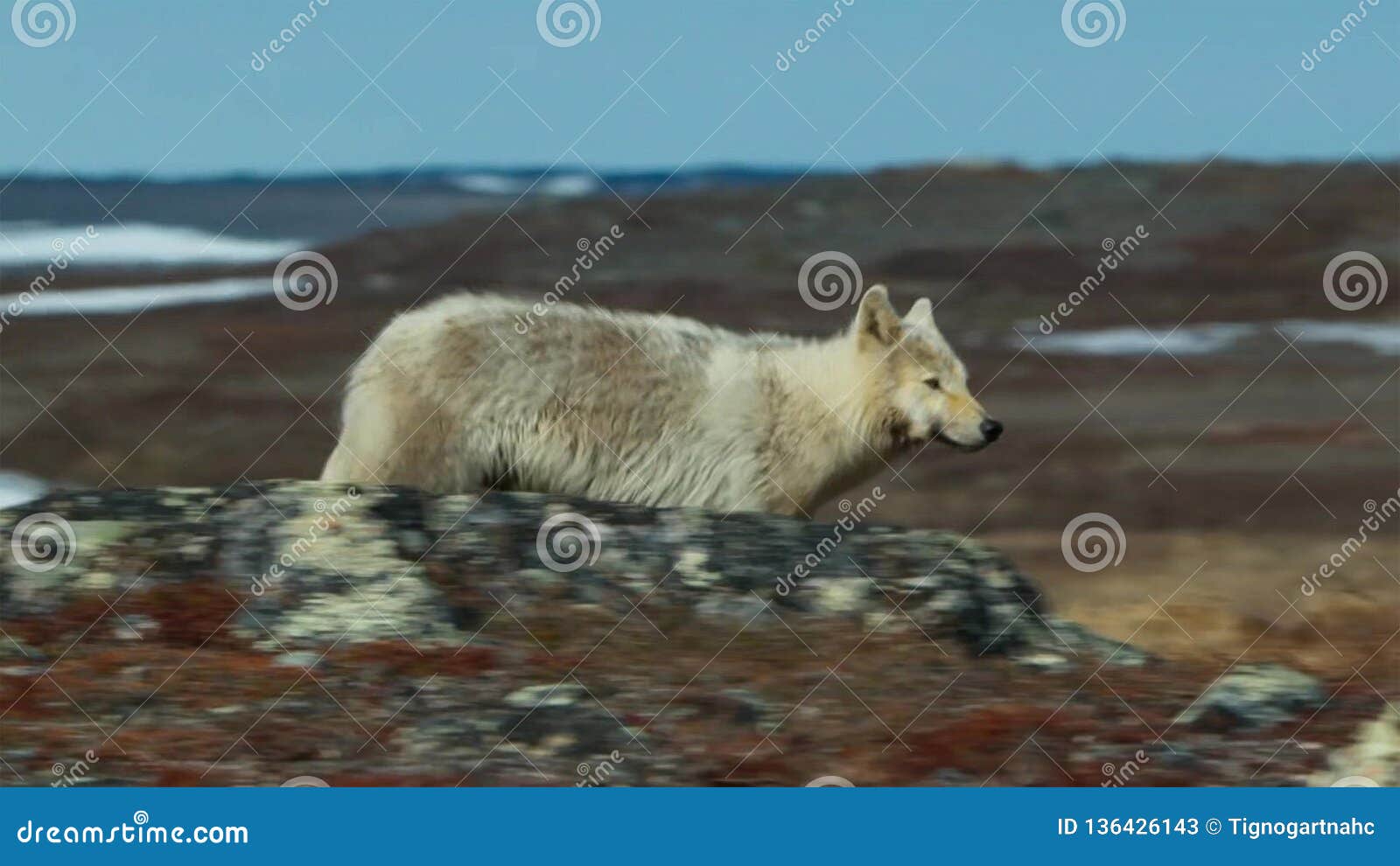 Arctic Wolves, the Wolf Runs at the Herd, Trying To Flush Out the Weak ...