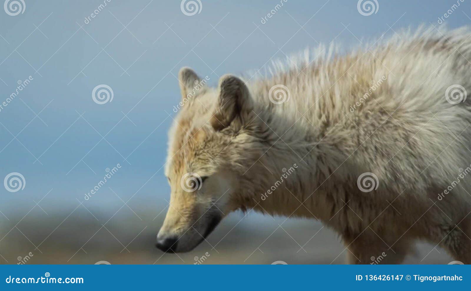 Arctic Wolves, the Wolf Runs at the Herd, Trying To Flush Out the Weak ...