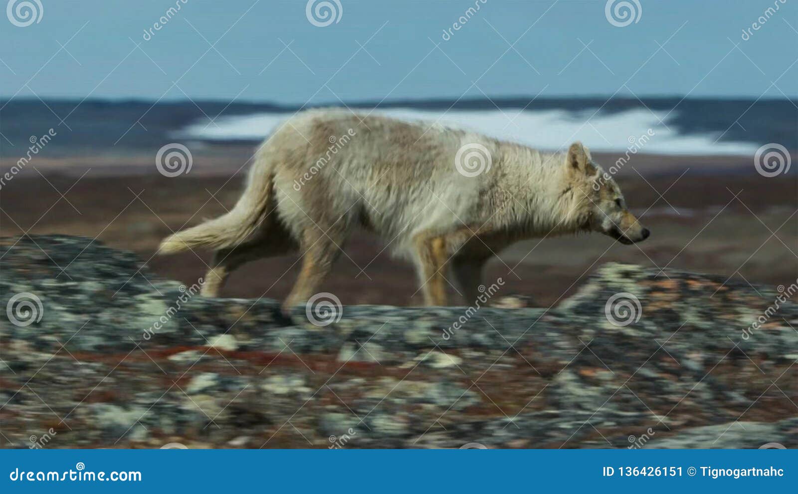 Arctic Wolves, the Wolf Runs at the Herd, Trying To Flush Out the Weak ...