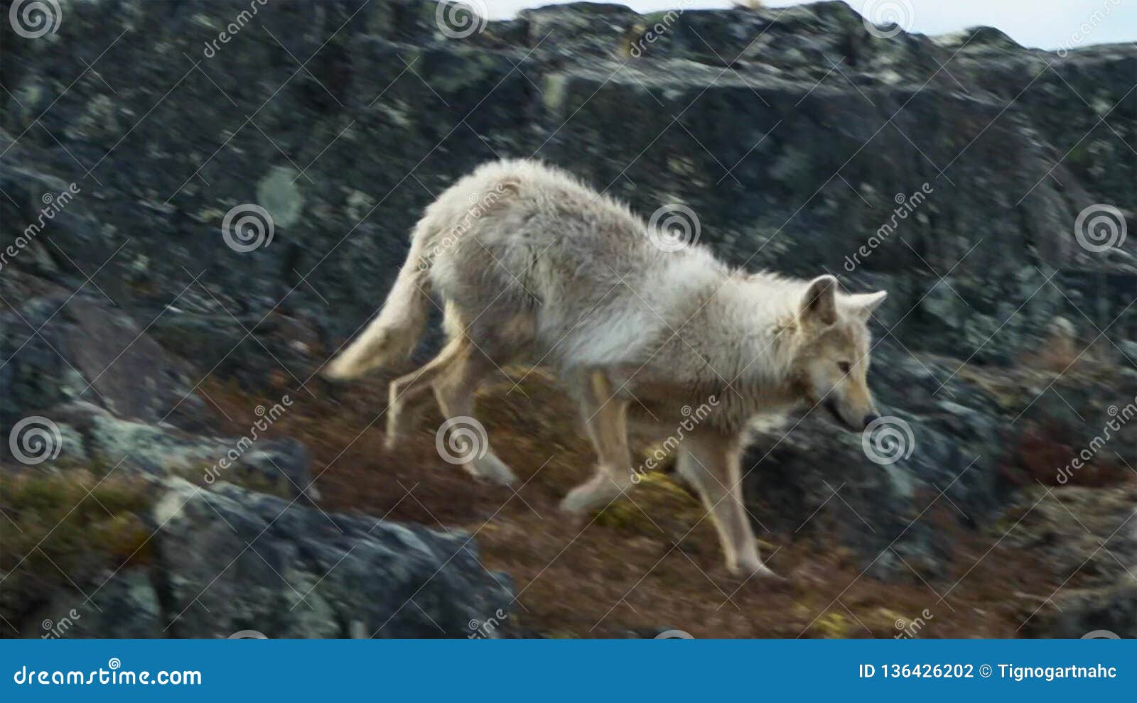 Arctic Wolves, the Wolf Runs at the Herd, Trying To Flush Out the Weak ...