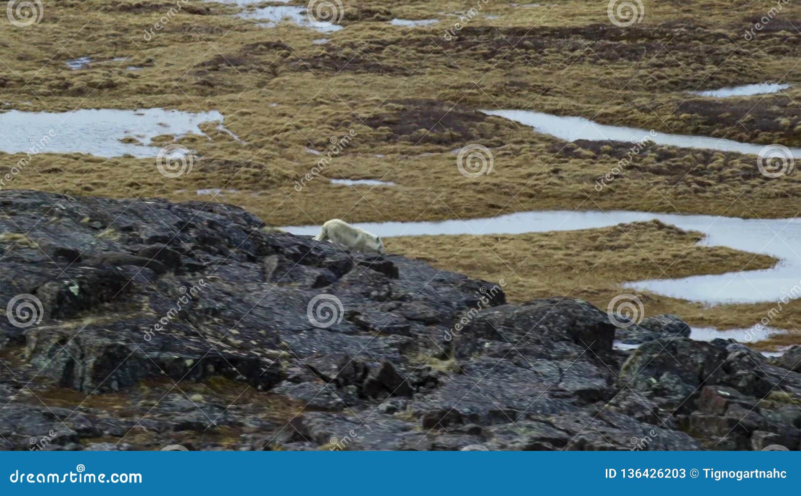 Arctic Wolves, the Wolf Runs at the Herd, Trying To Flush Out the Weak ...