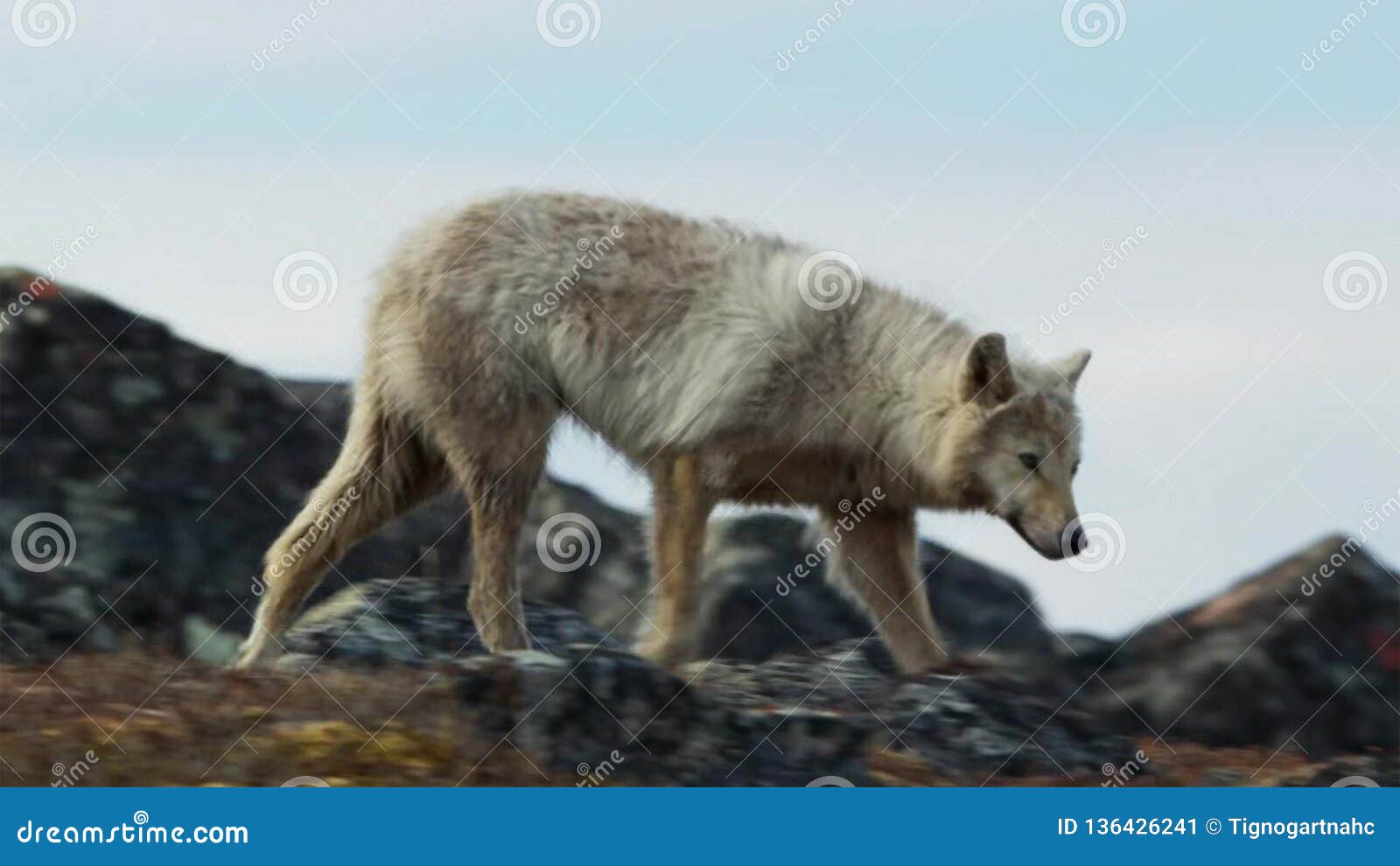 Arctic Wolves, the Wolf Runs at the Herd, Trying To Flush Out the Weak ...