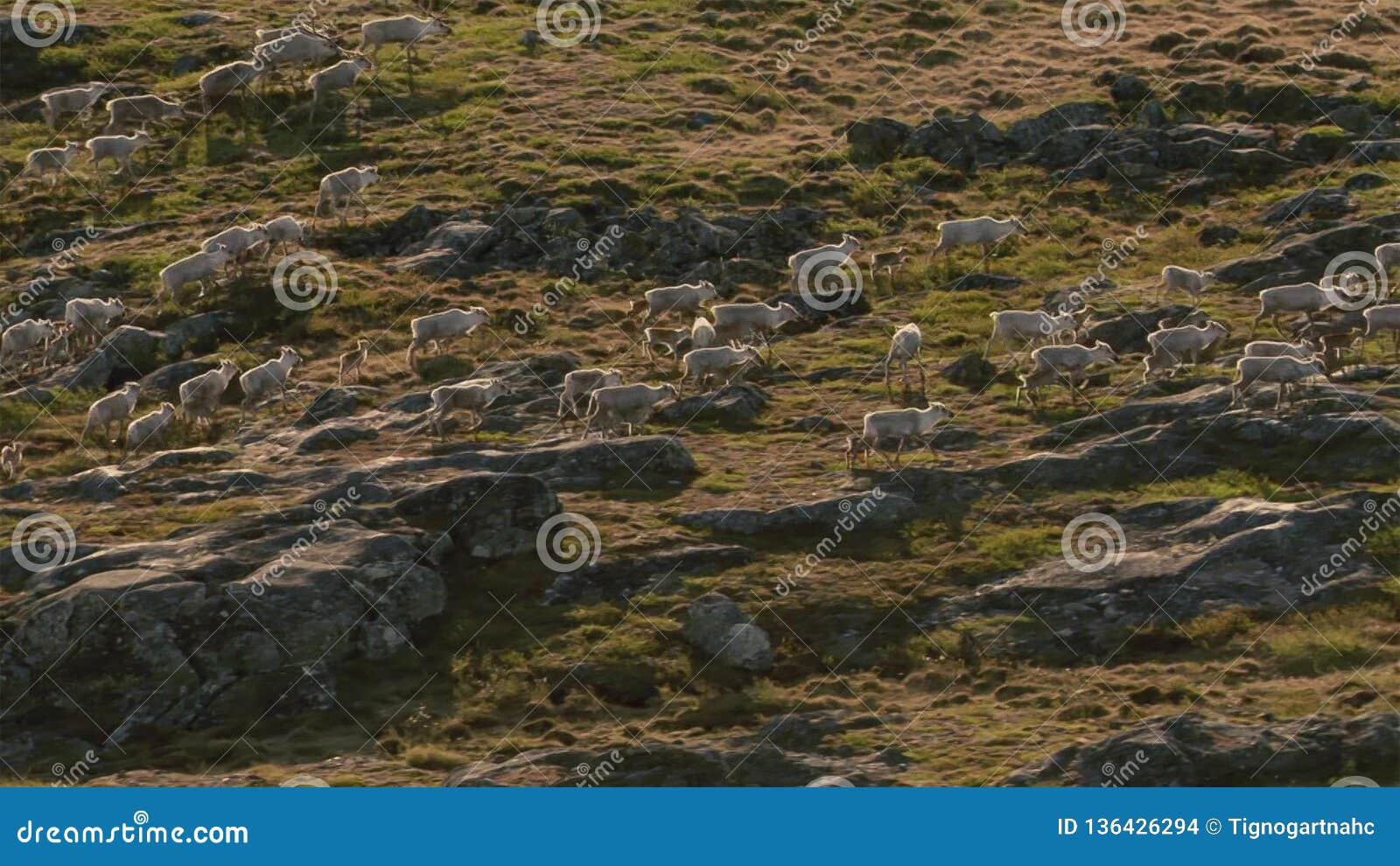 Arctic Wolves, the Wolf Runs at the Herd, Trying To Flush Out the Weak ...