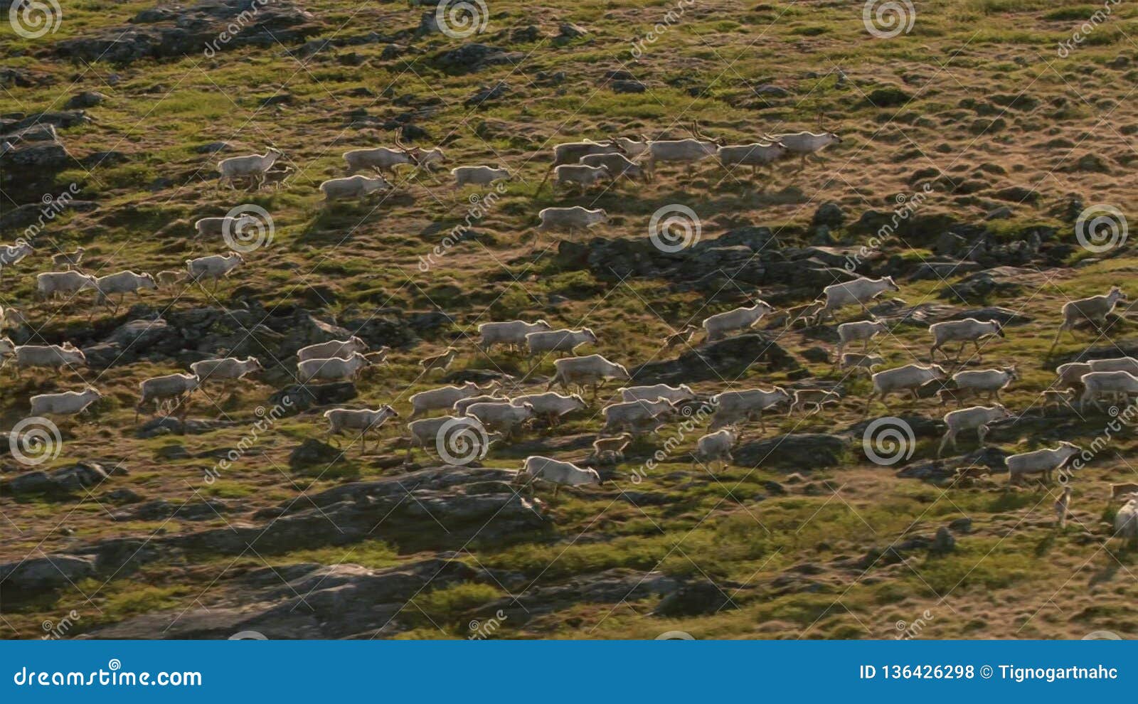 Arctic Wolves, the Wolf Runs at the Herd, Trying To Flush Out the Weak ...