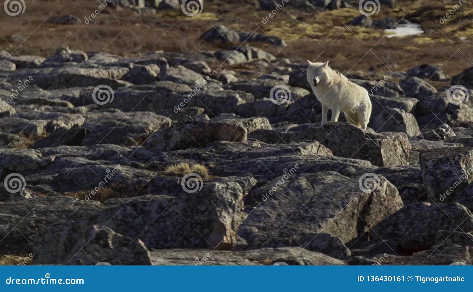 Arctic Wolves, the Wolf Runs at the Herd, Trying To Flush Out the Weak ...