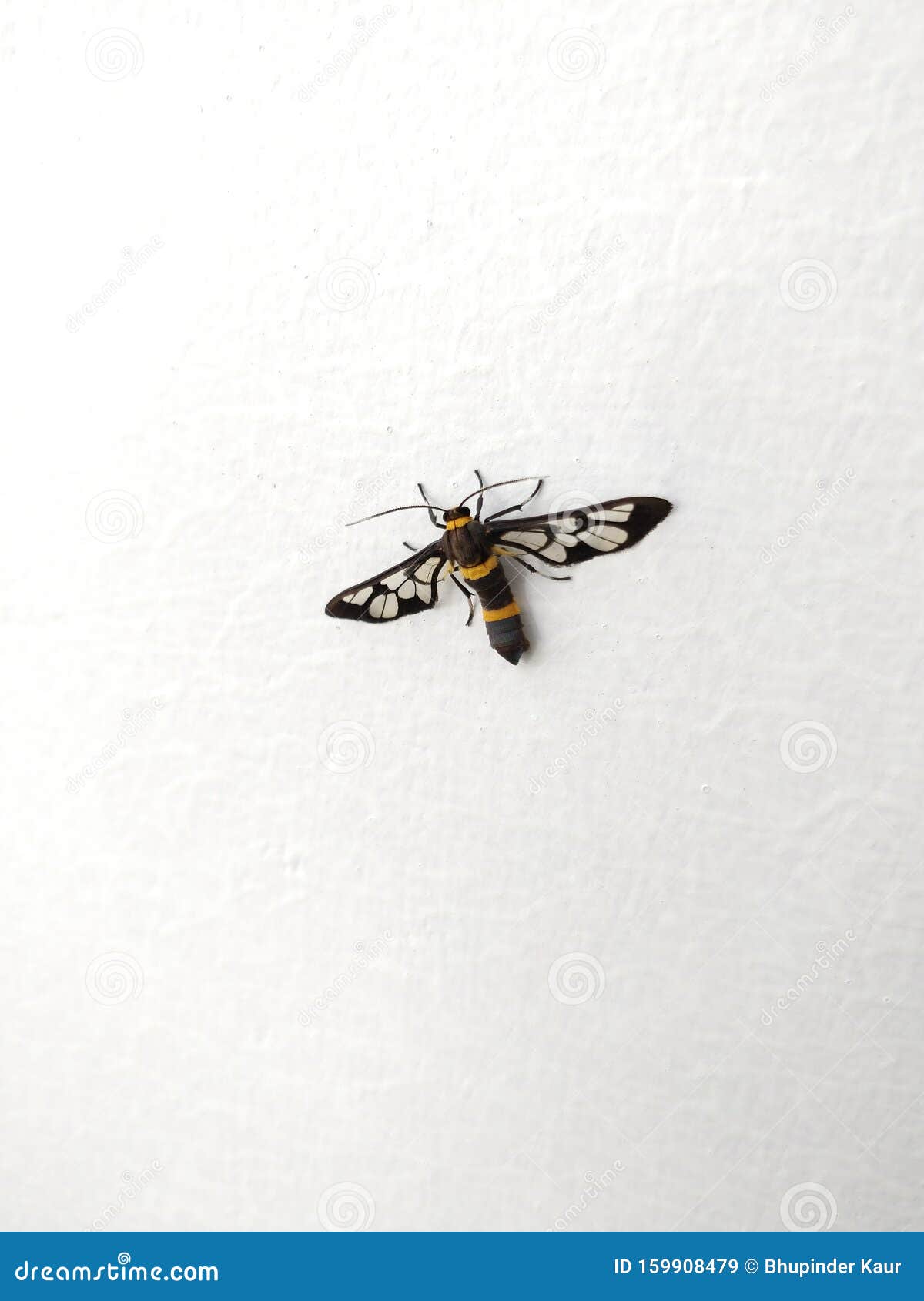 Arctiidae Tiger Moth with White Background Stock Image - Image of ...